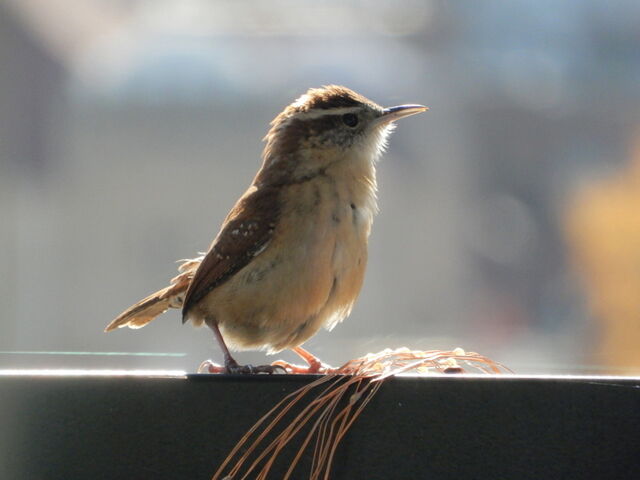 Carolina Wren