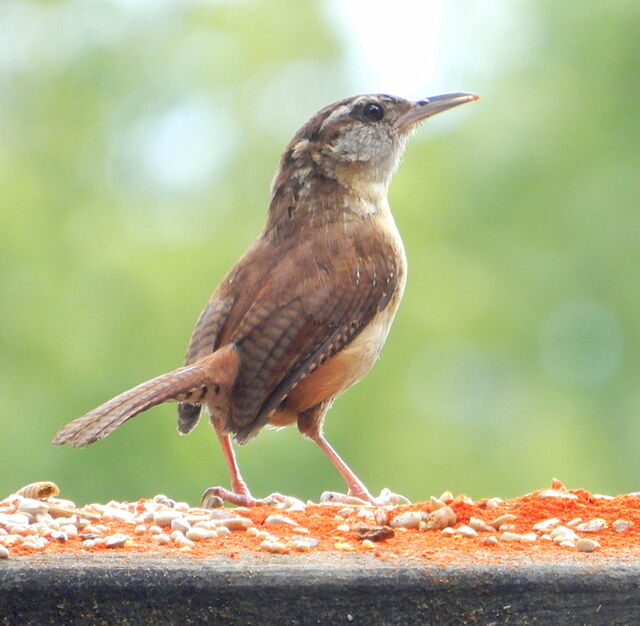 Carolina Wren