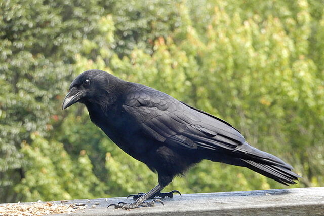 Common Raven
