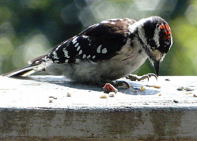 Downy Woodpecker