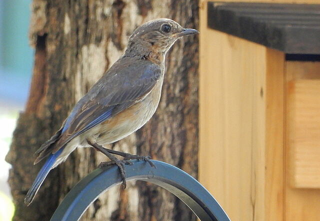 Eastern Bluebird