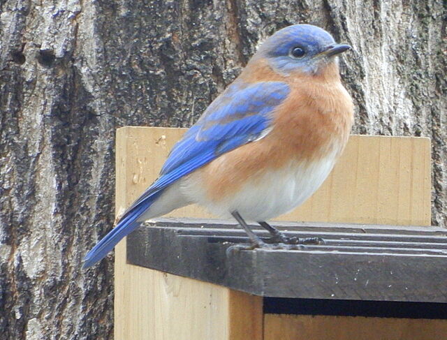 Eastern Bluebird