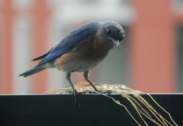 Eastern Bluebird