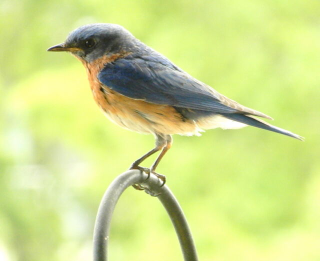 Eastern Bluebird
