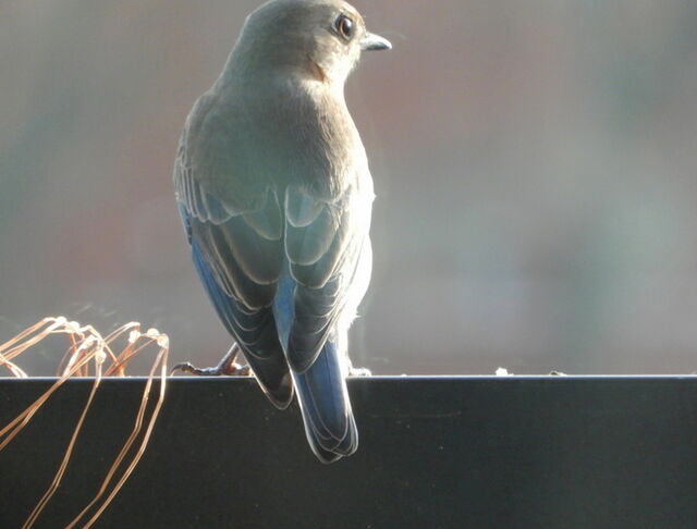 Eastern Bluebird