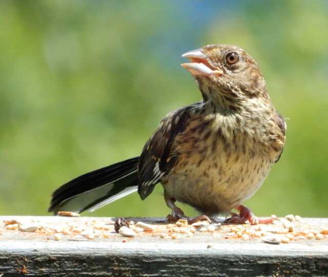 Eastern Towhee