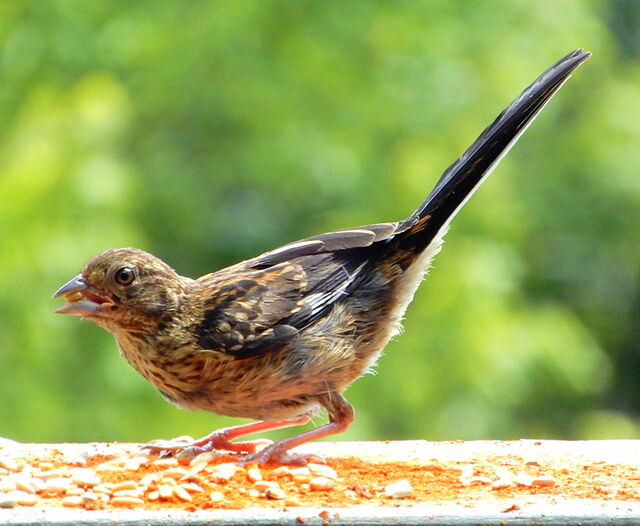 Eastern Towhee