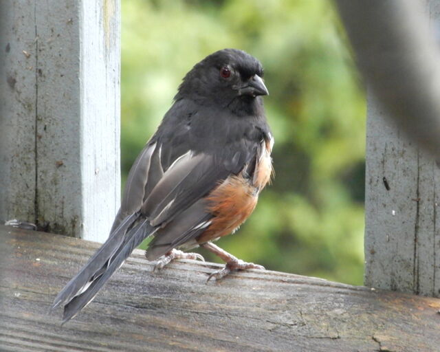 Eastern Towhee