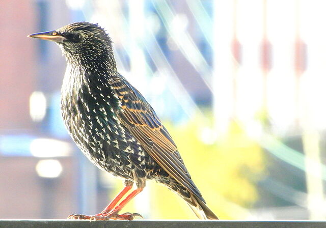 European Starling