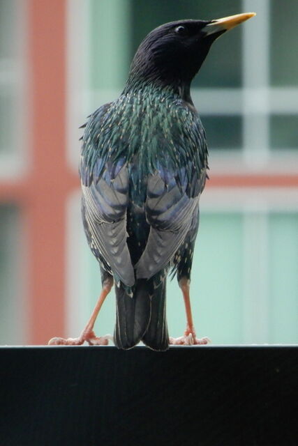 European Starling