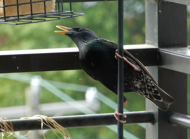 European Starling