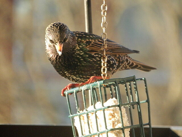 European Starling