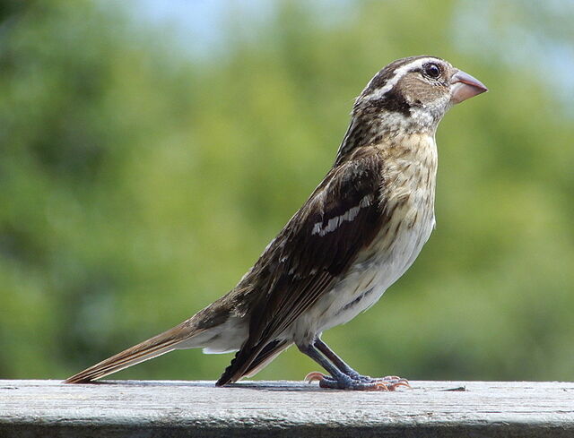 Rose-breasted Grosbeak