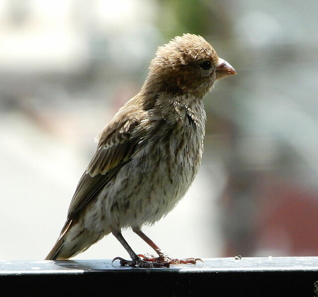 House Finch