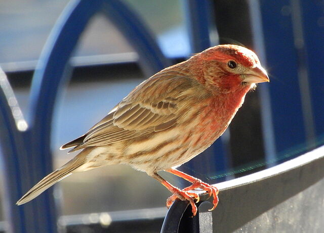 House Finch