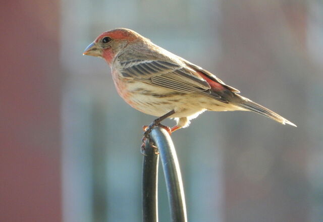 House Finch