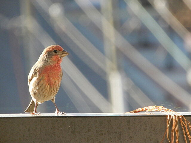 House Finch