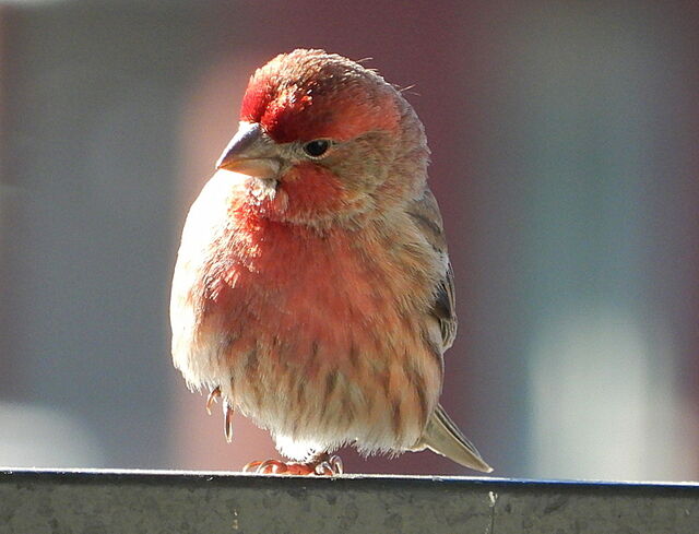 House Finch
