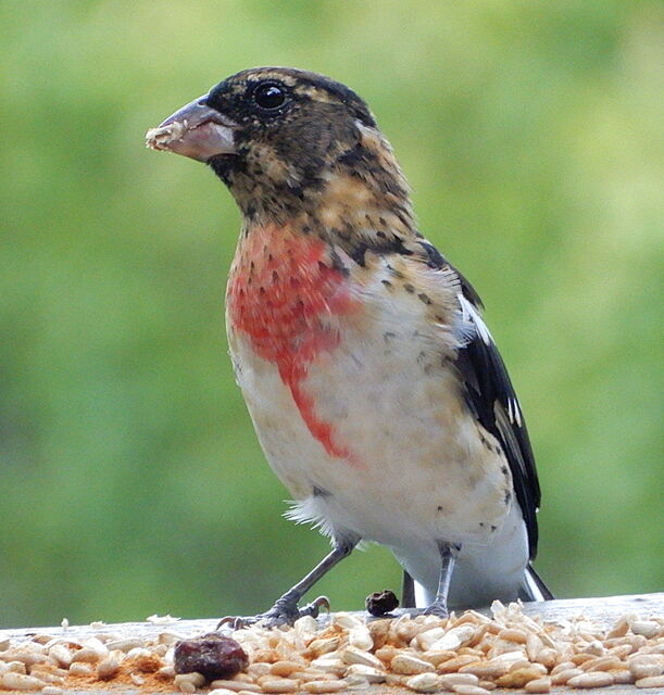 Rose-breasted Grosbeak