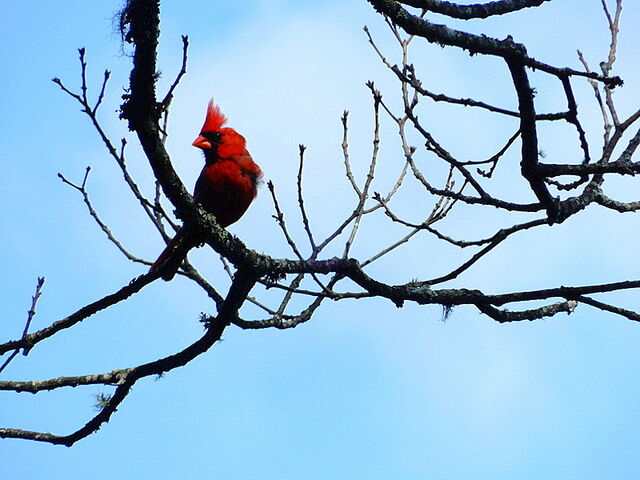 Northern Cardinal