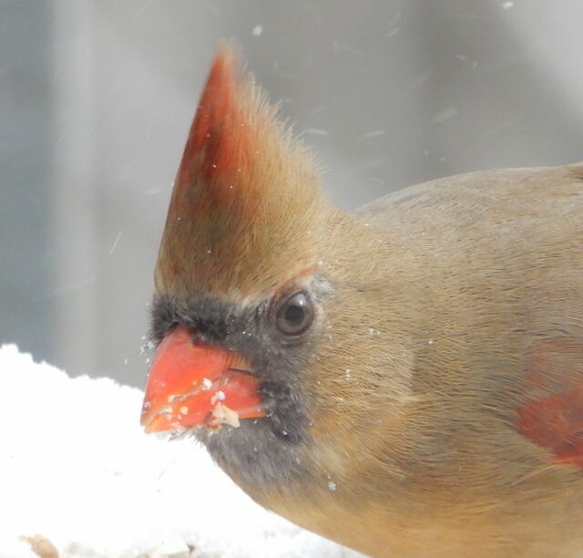 Northern Cardinal