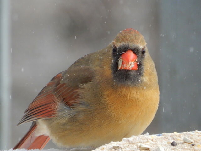 Northern Cardinal
