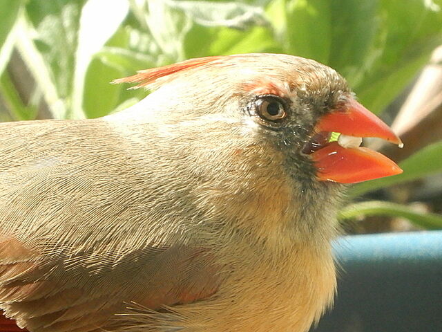 Northern Cardinal