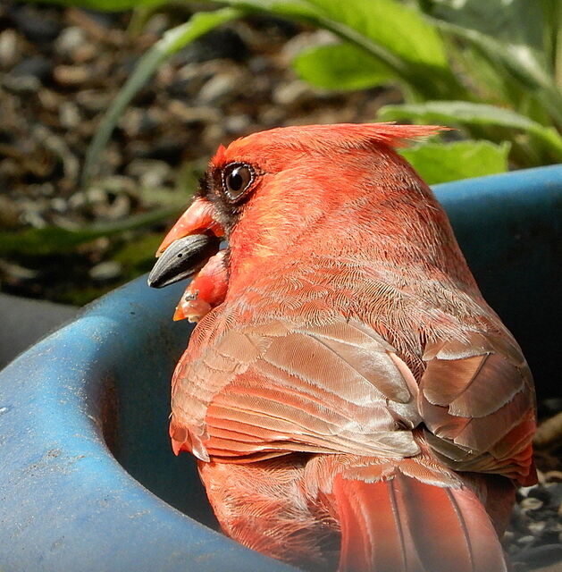 Northern Cardinal
