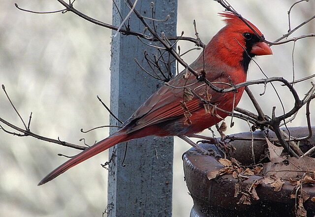 Northern Cardinal
