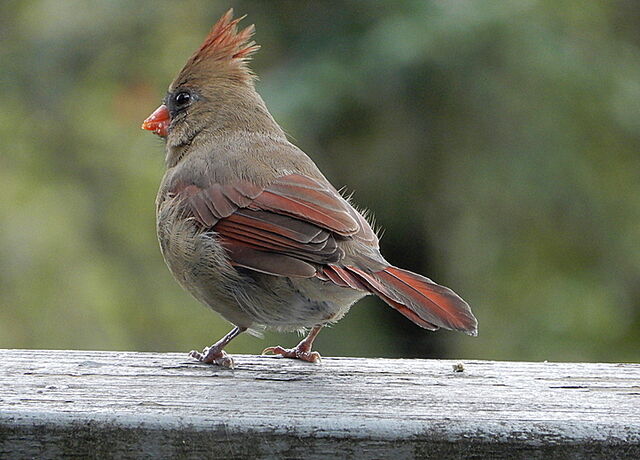 Northern Cardinal
