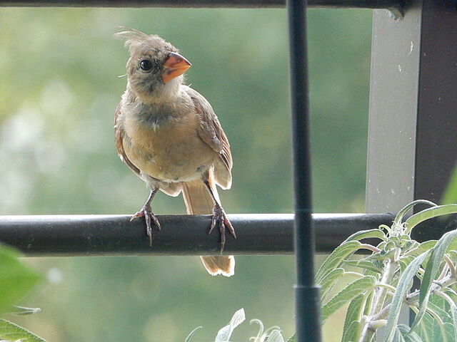 Northern Cardinal