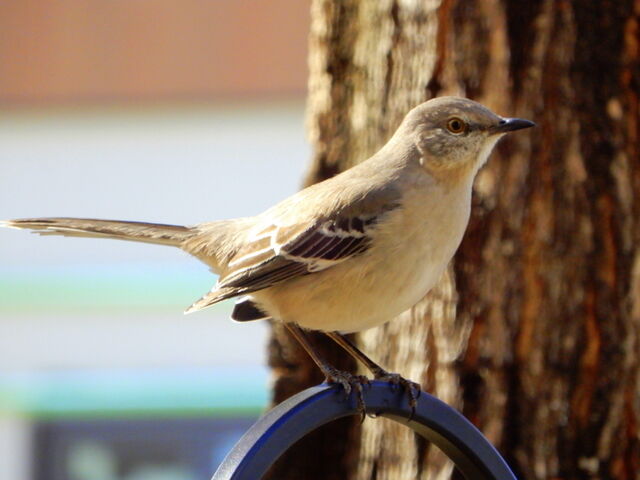 Northern Mockingbird