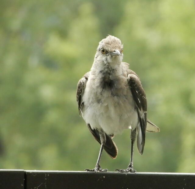 Northern Mockingbird