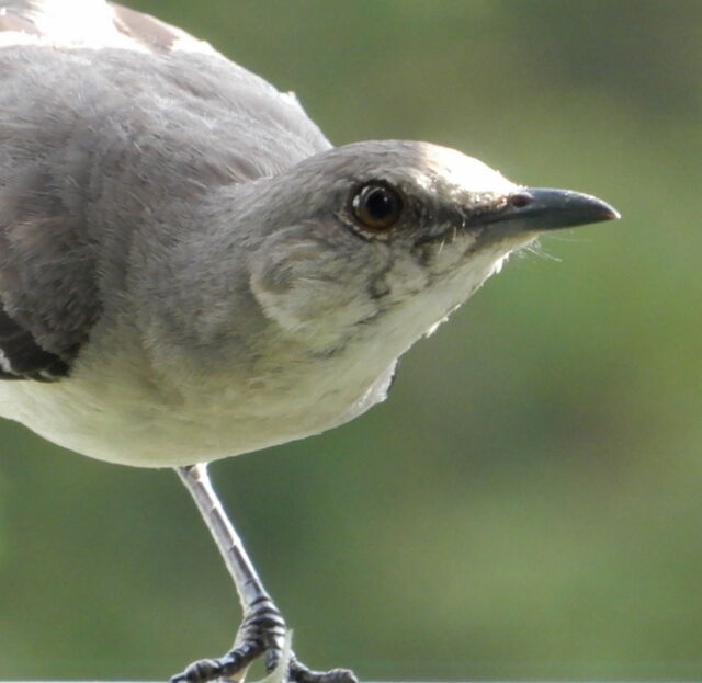 Northern Mockingbird