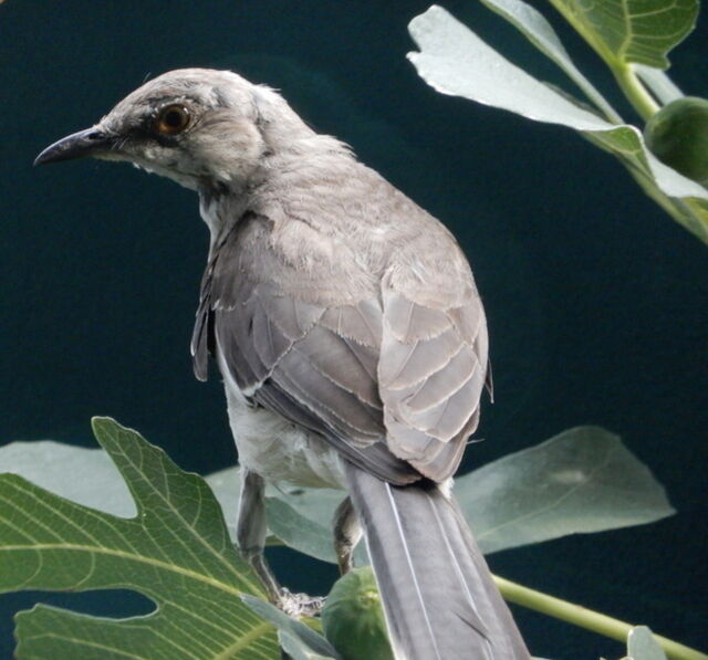 Northern Mockingbird