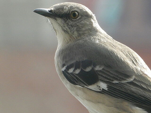 Northern Mockingbird