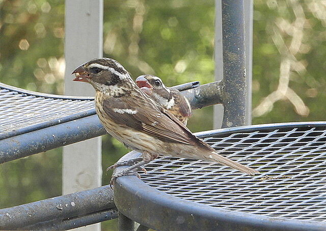 Rose-breasted Grosbeak