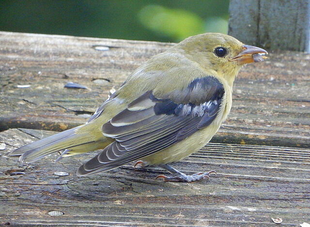 Scarlet Tanager