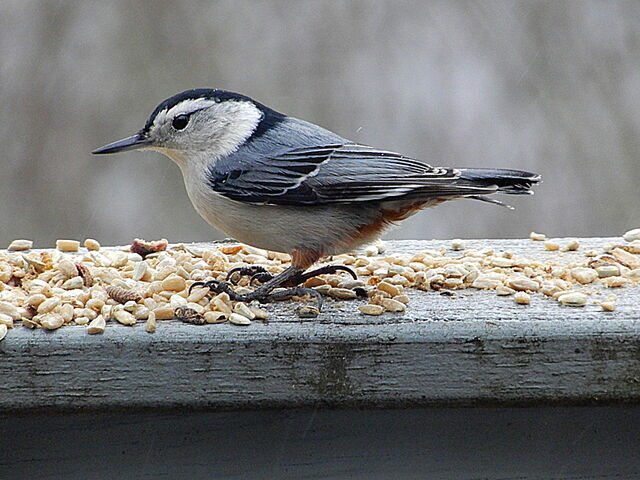 White-breasted Nuthatch