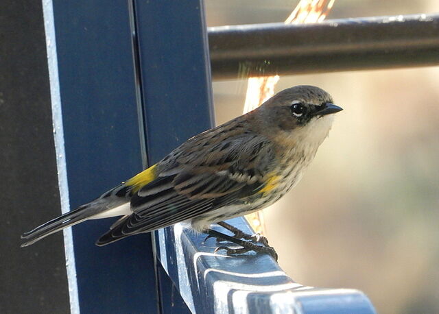 Yellow-rumped Warbler