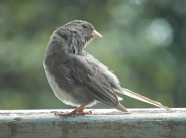 Dark-eyed Junco