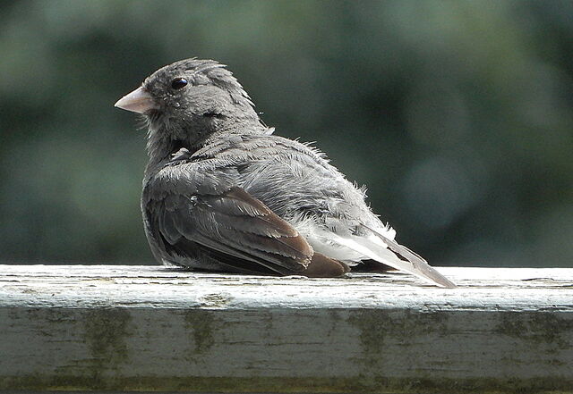 Dark-eyed Junco