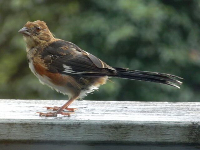 Eastern Towhee