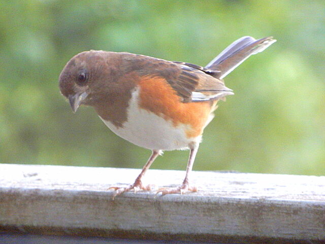 Eastern Towhee