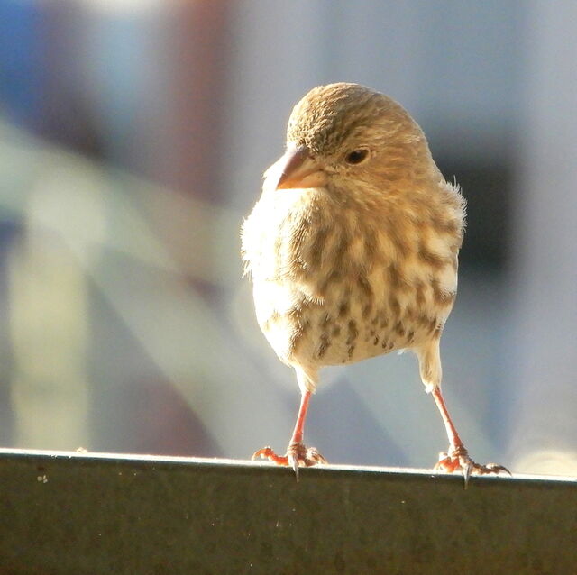House Finch