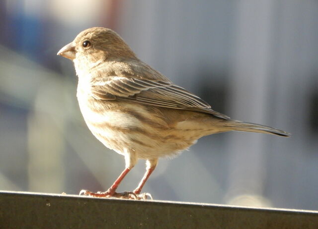 House Finch