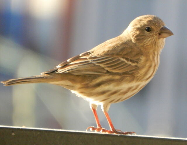House Finch