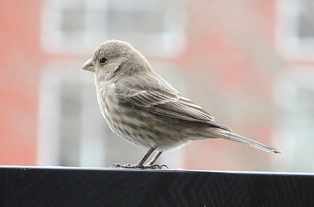 House Finch