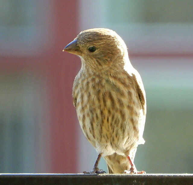 House Finch