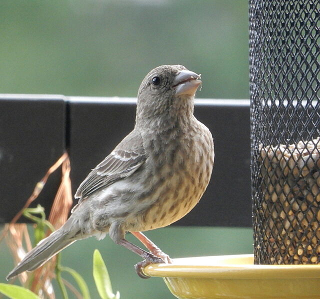 House Finch